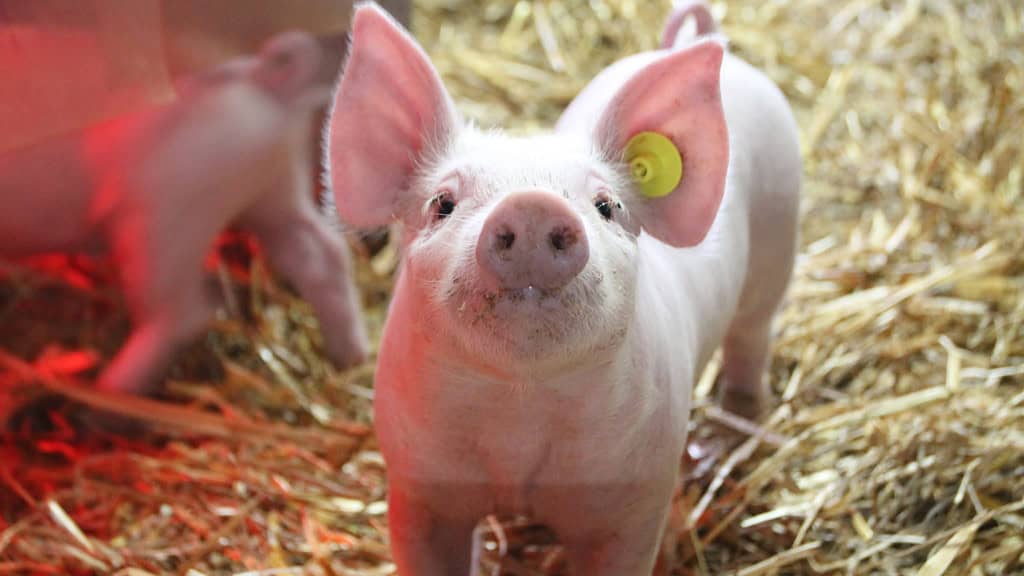 Weekend van het Varken 2025: van varkens kijken tot een eerlijk gesprek ...